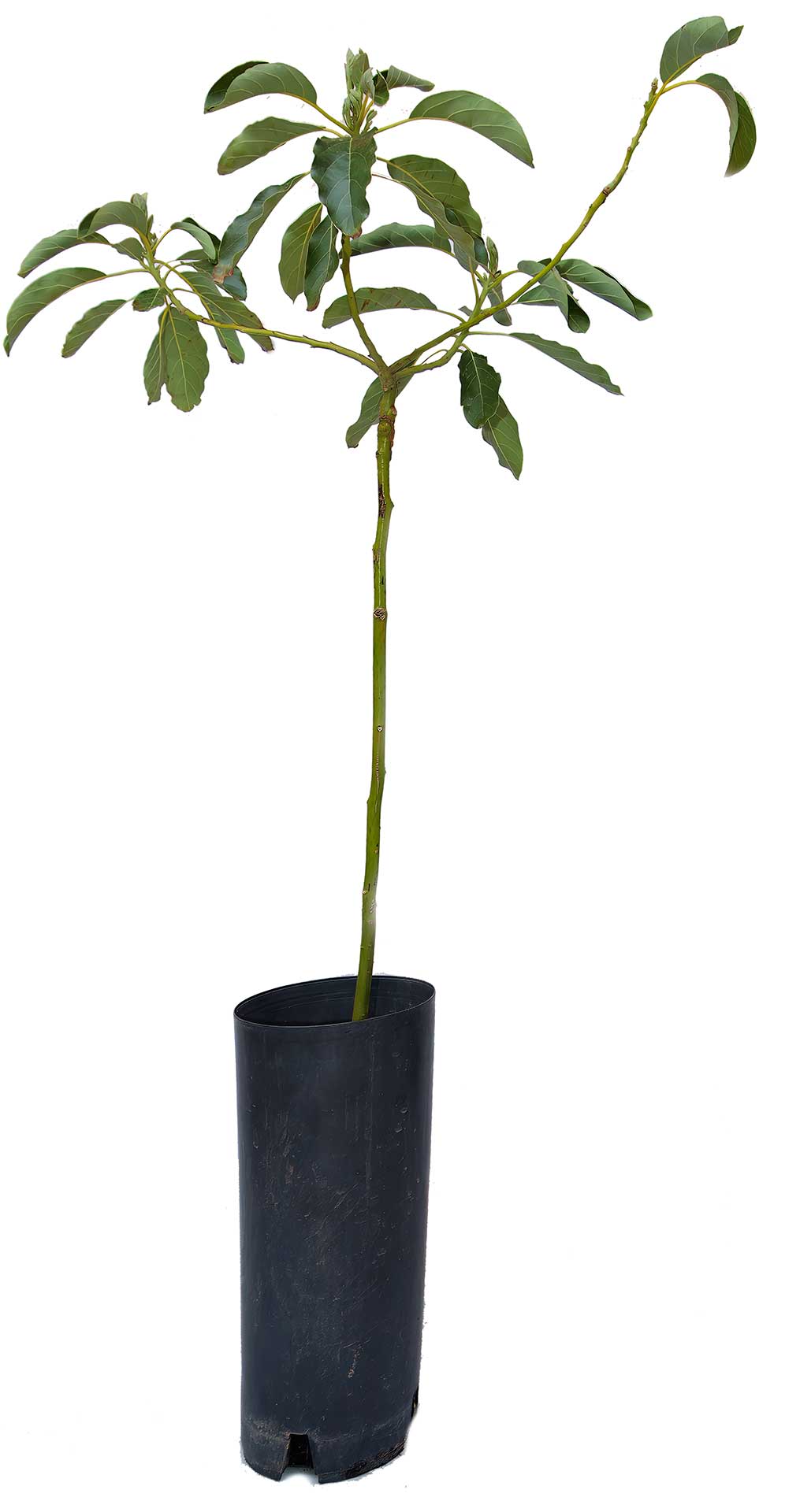 Arhiva Sadnice avokada - Avokado bum